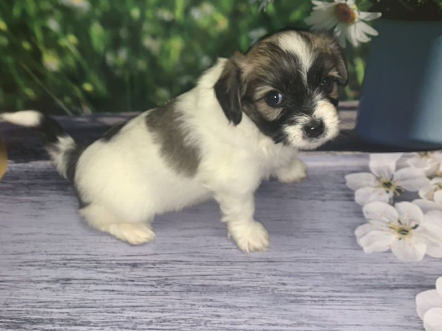 Бишон Панда