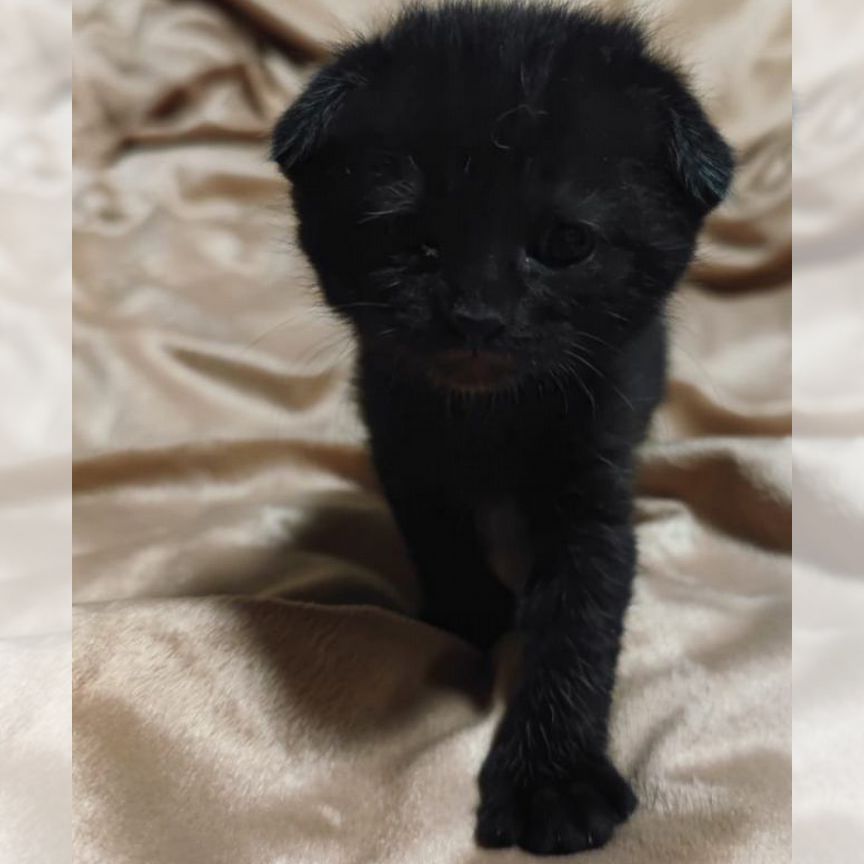 Шотландский вислоухий короткошёрстный котёнок