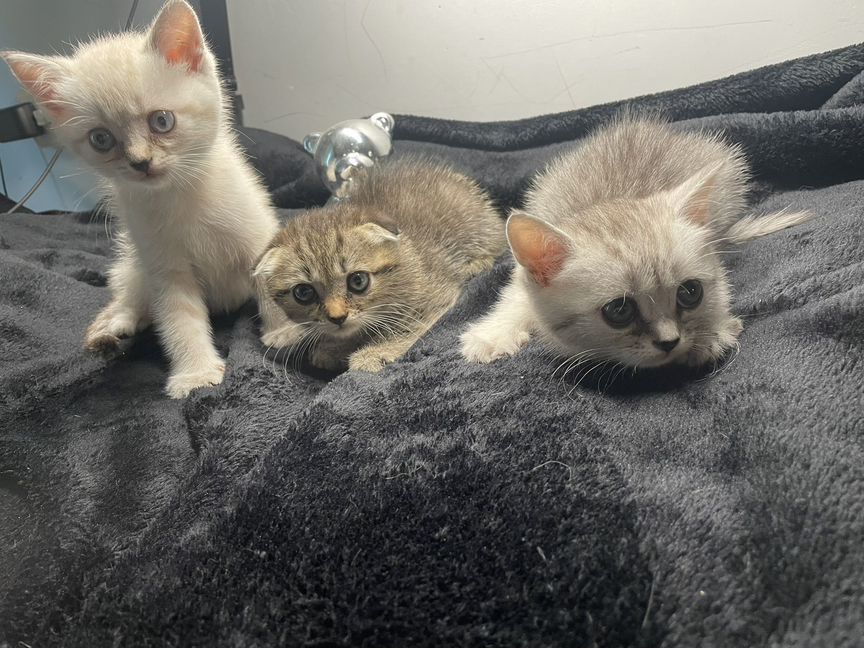 Шотландские котята