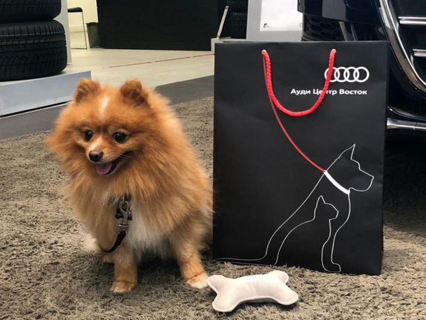 Вязка немецкий шпиц