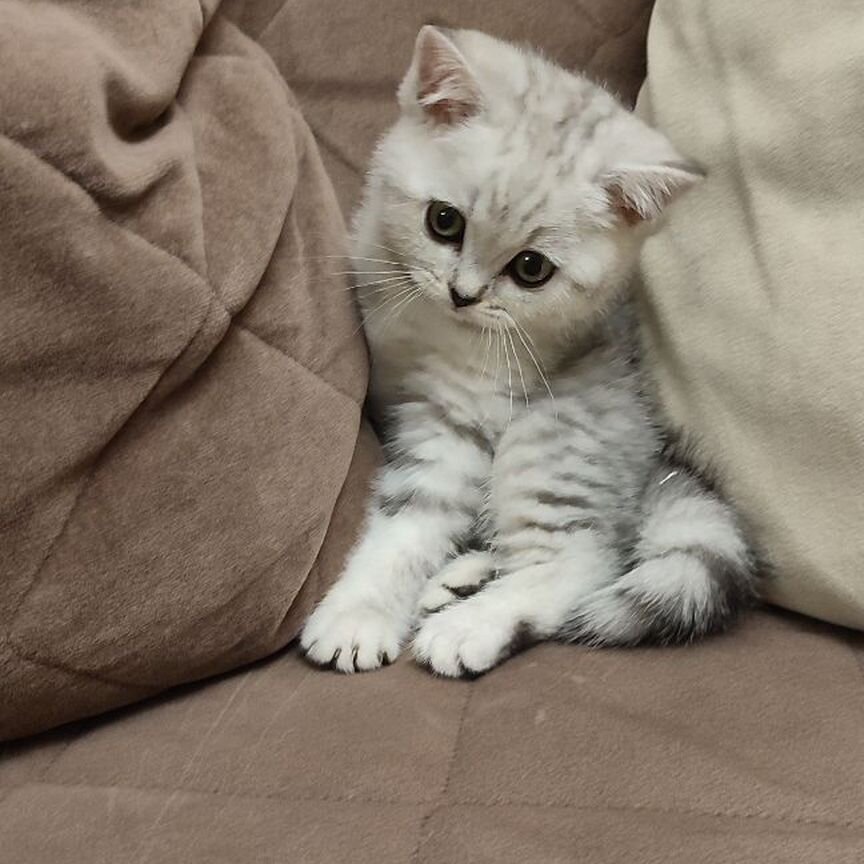 Шотландская кошка