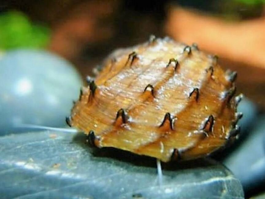 Улитка ёжик королевский неритина, чистят аквариум