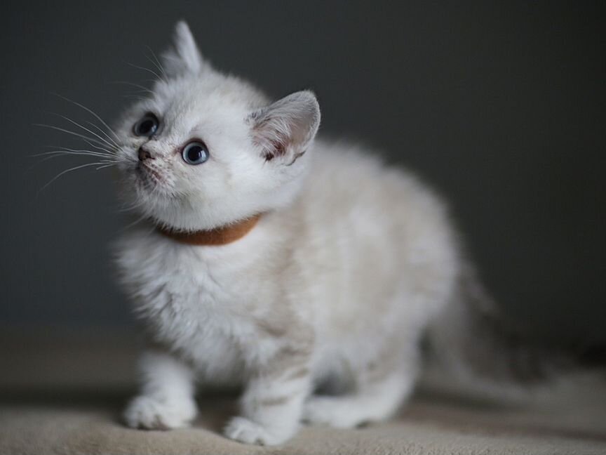Шотландские котята вискас и мрамор, шиншилла