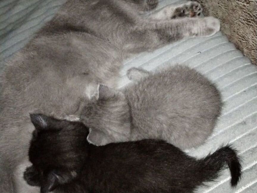 Шотландские котята