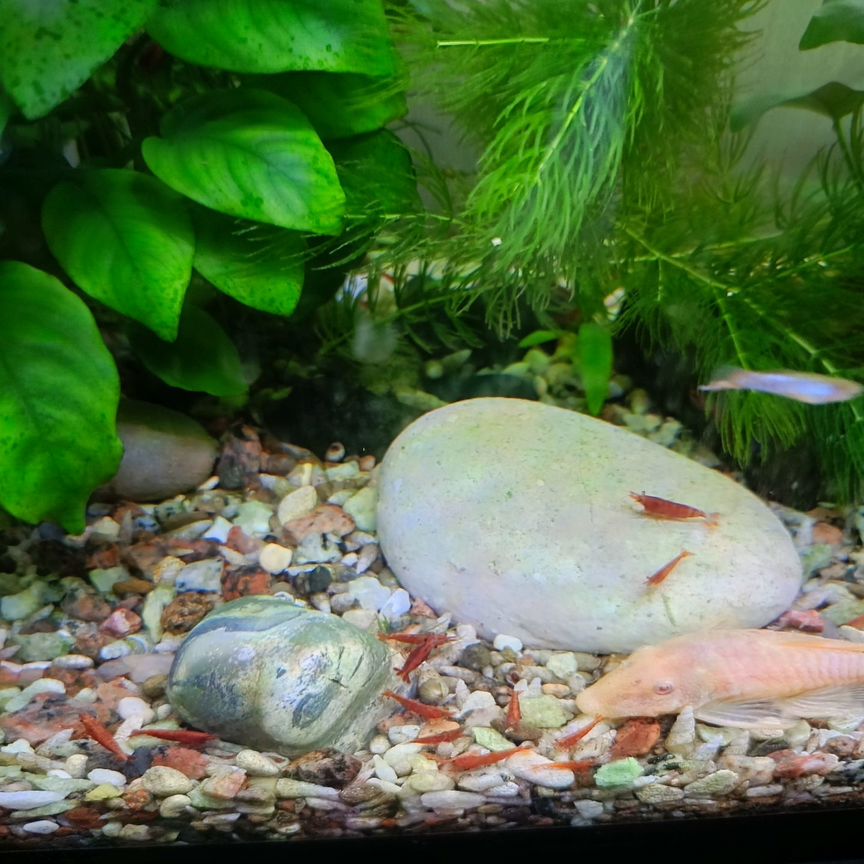 Креветки вишня