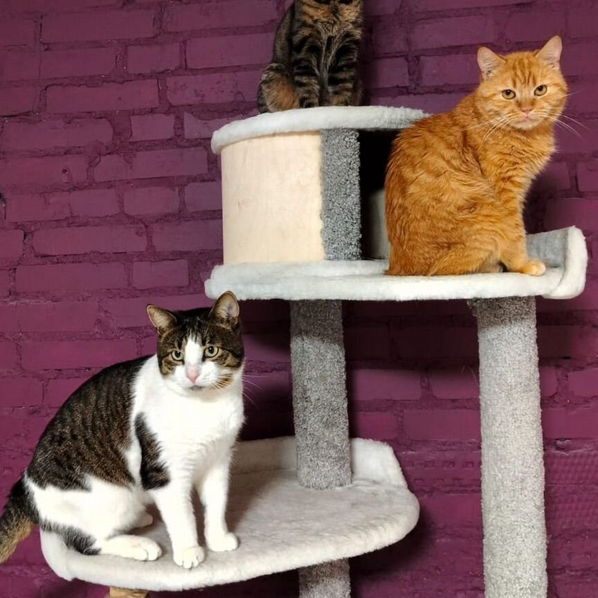 Котики из приюта тоже ждут Новый год