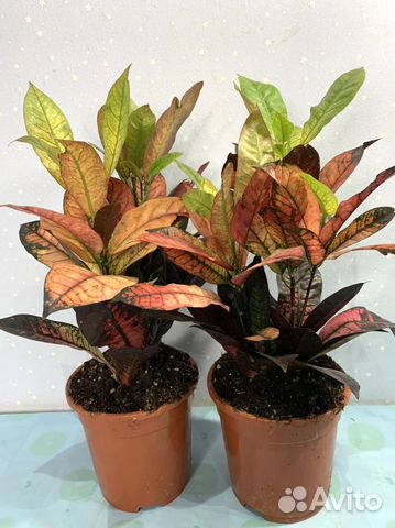 Кротон Миссис Айстон 17/50см купить в Москве | Товары для дома и дачи ...