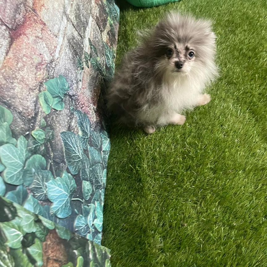 Померанский шпиц мини