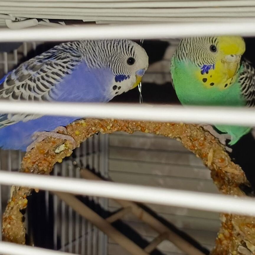 Волнистые попугаи с клеткой