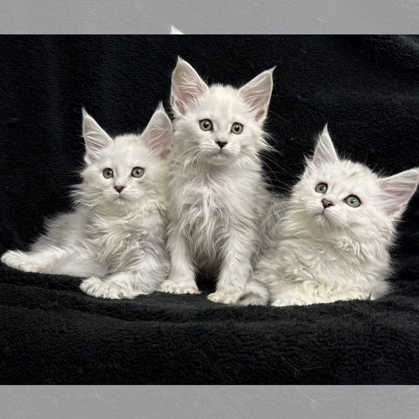 Мейн-кун котёнок