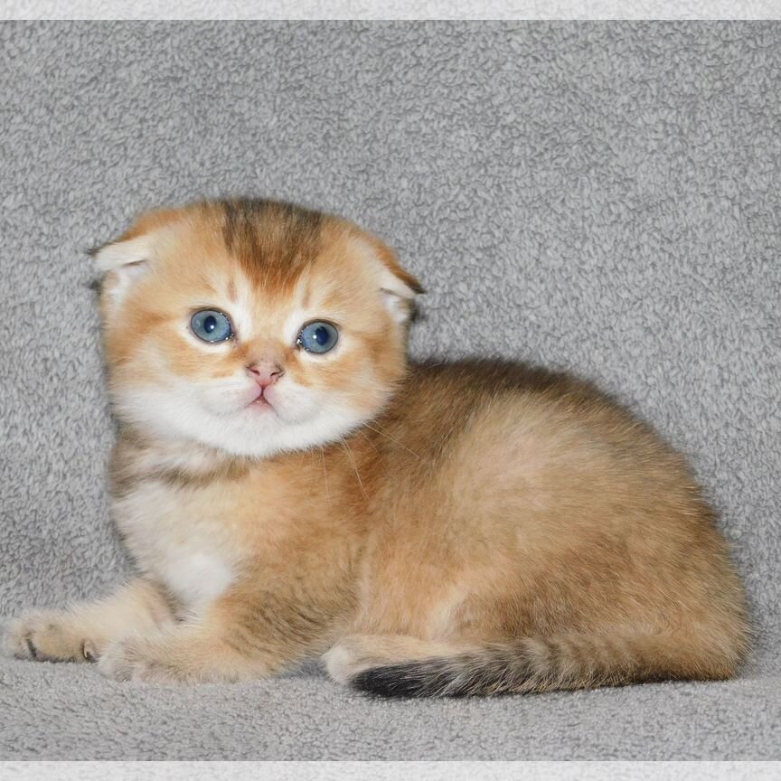 Шотландский прямоухий короткошёрстный котёнок