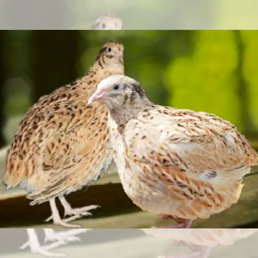 Перепел Феникс золотистый самцы