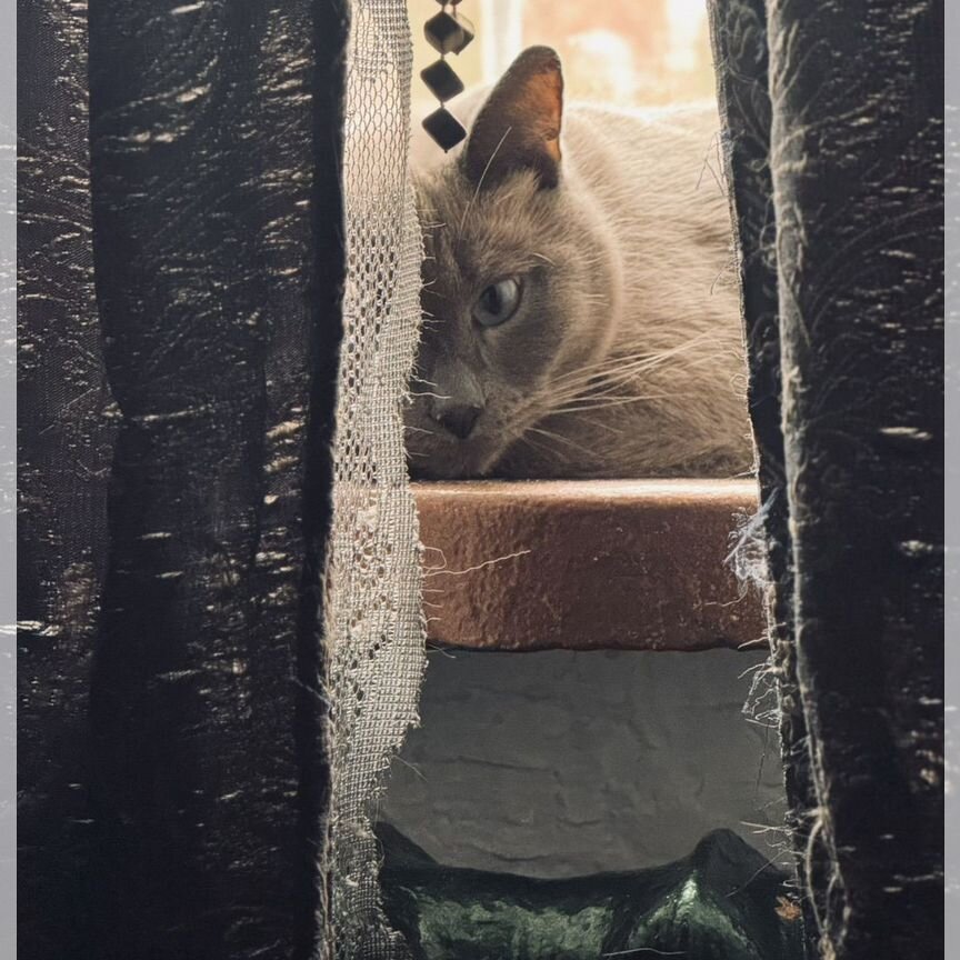 Взрослый кот в добрые руки