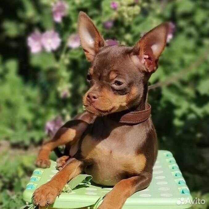 Девочка 3.5 мес, русский той гладкошерстный