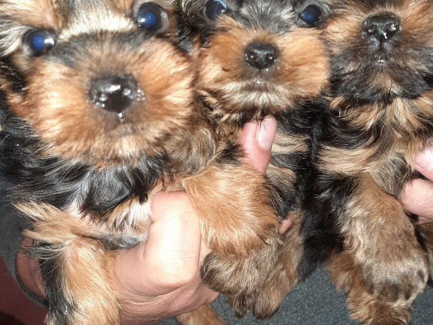 Йоркширский терьер щенки