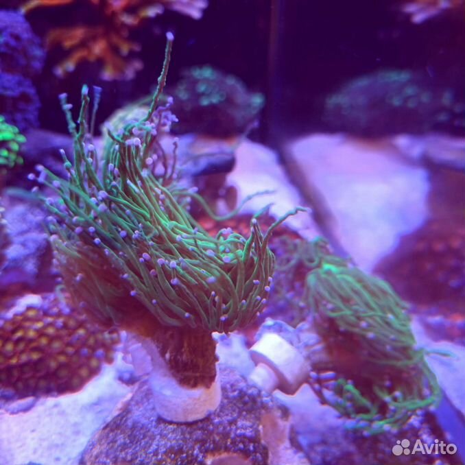 Эуфилии - морской коралл