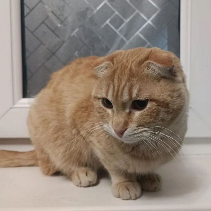 Котик рыжий Шотландский 1 год Джем
