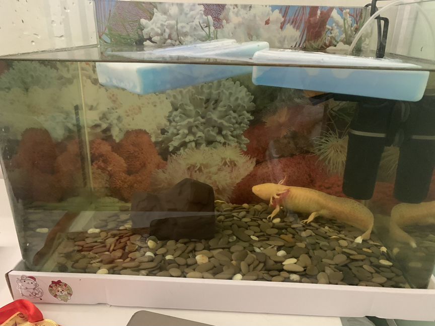 Акселотль, аквариум и фильтр для аквариума