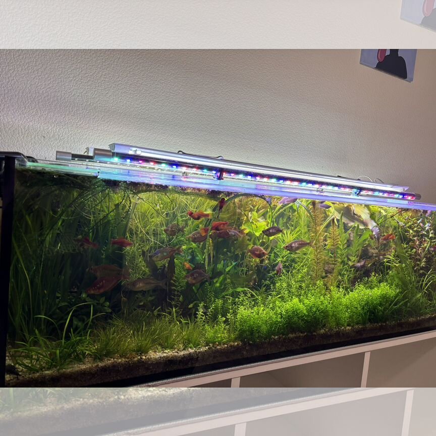 Аквариумные растения