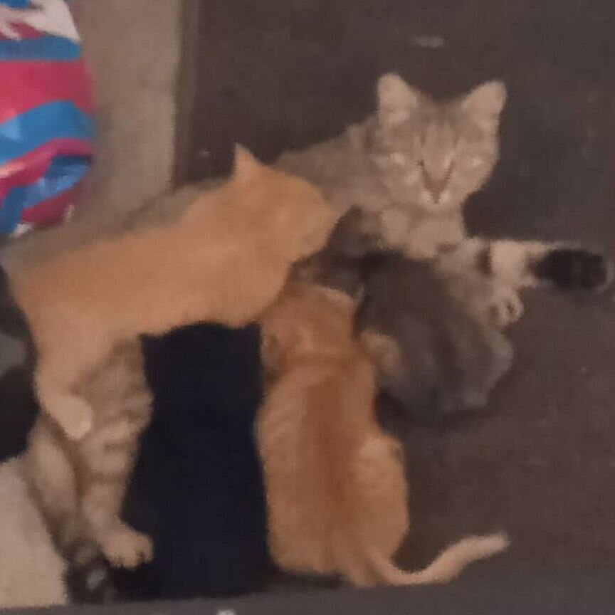 Котята отдам в добрые руки бесплатно
