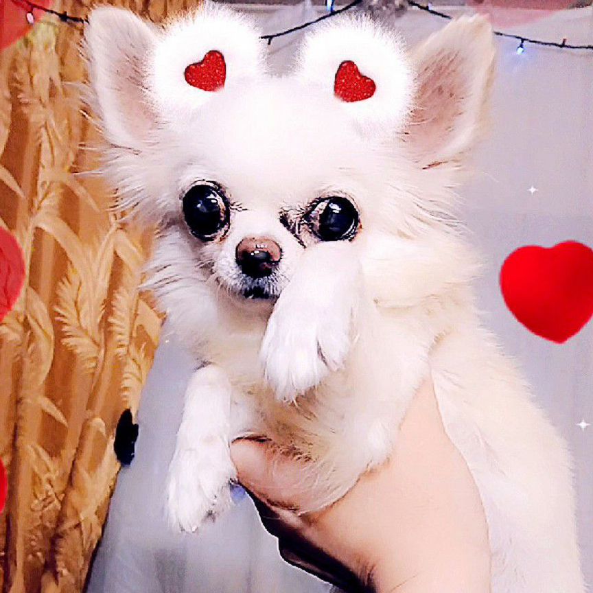 Чихуахуа, взрослая собака