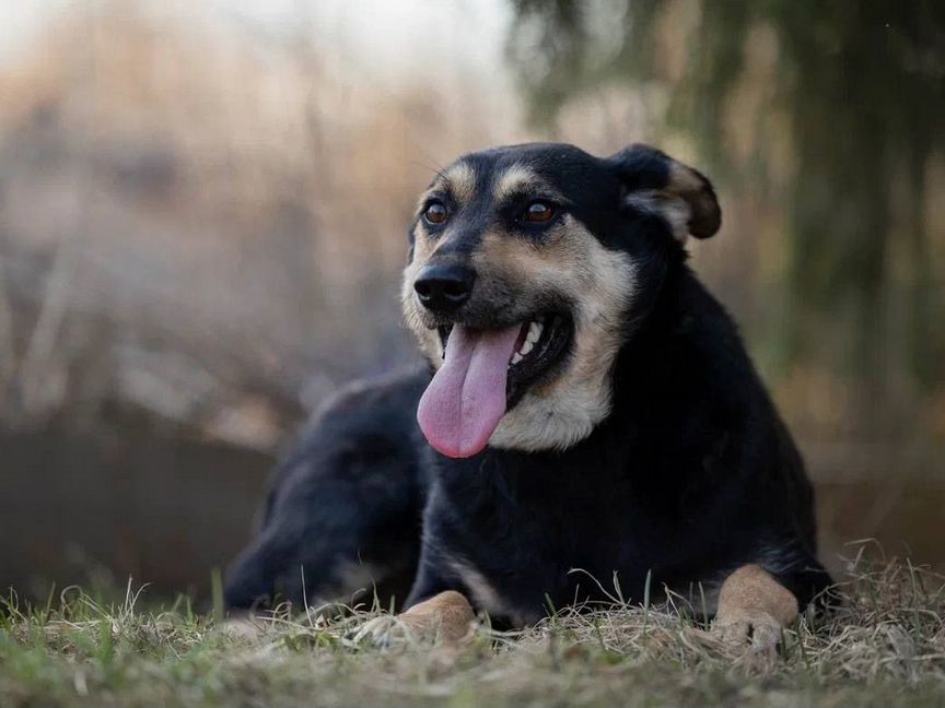 Собака в добрые руки