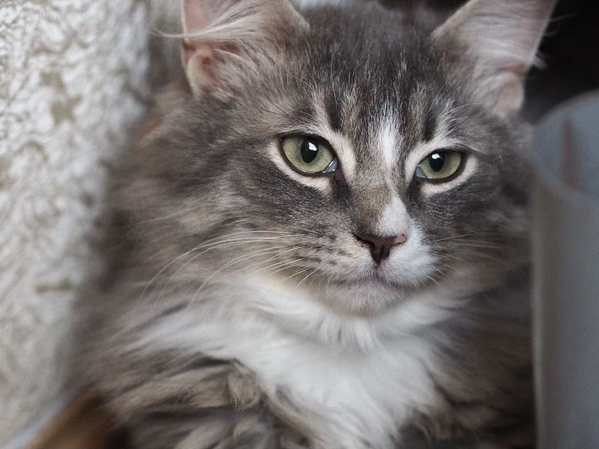 Пушистый котёнок мальчик