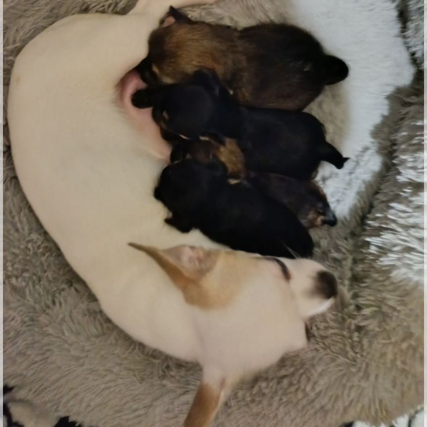 Чихуахуа, щенок