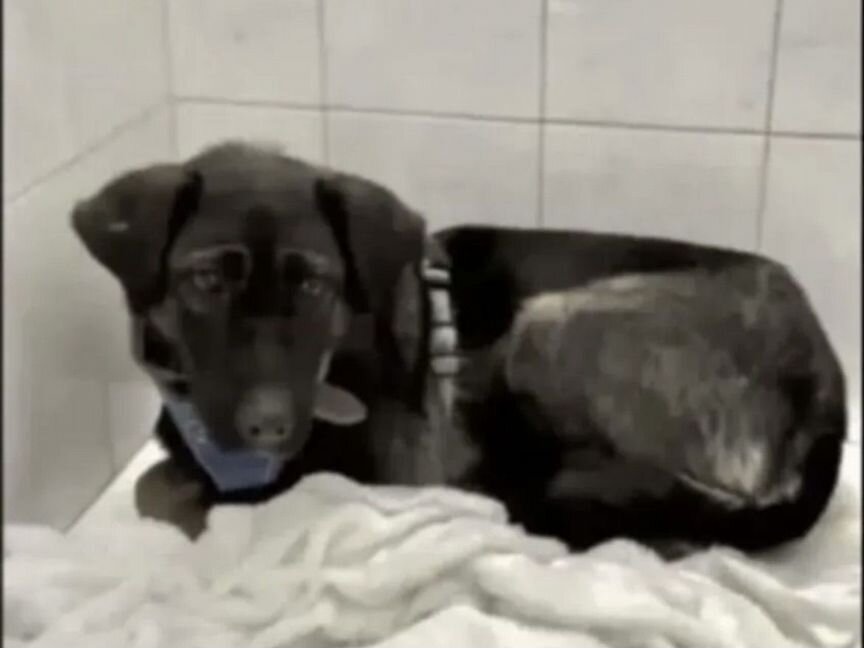 Собака всем на свете нужен дом