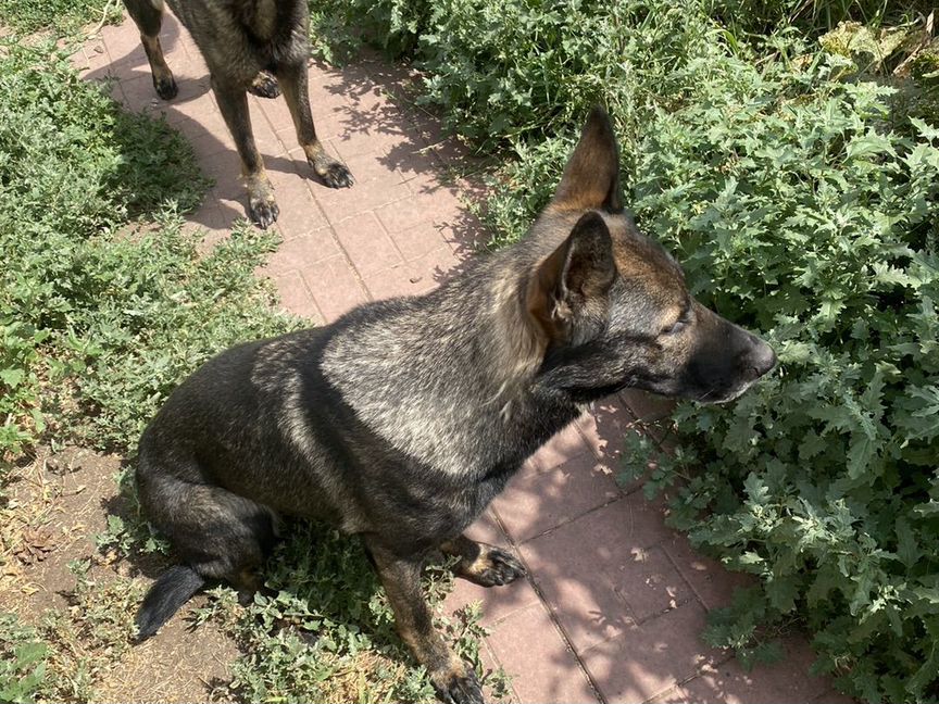 Немецкие овчарки в дар