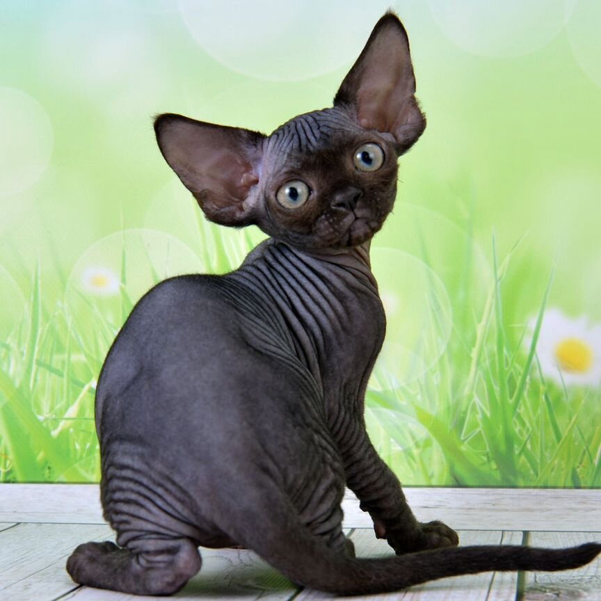 Чёрная красотка