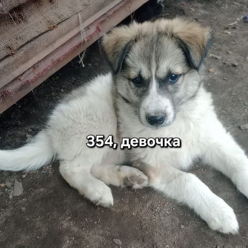 Щенок в добрые руки