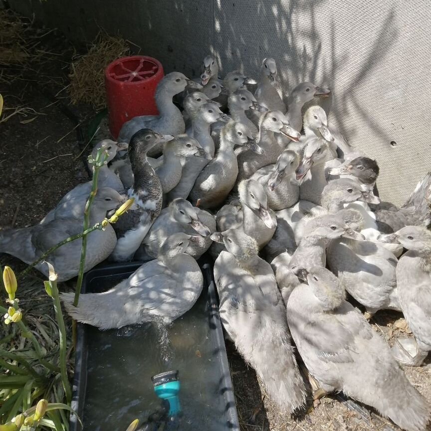 Мускусные утки лаванда