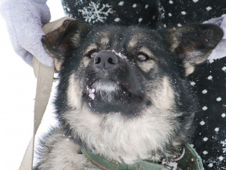 Собака в добрые руки