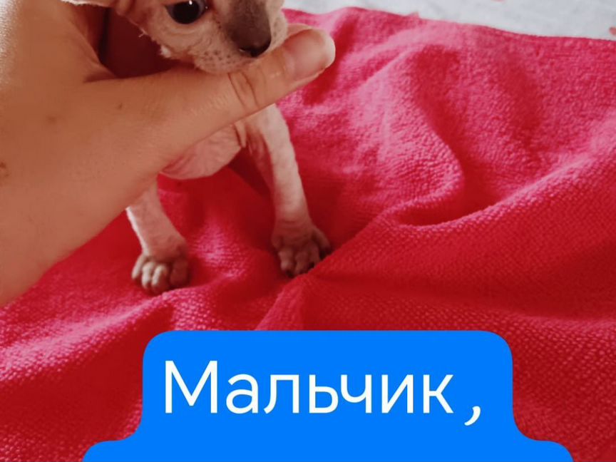 Канадский сфинкс котята