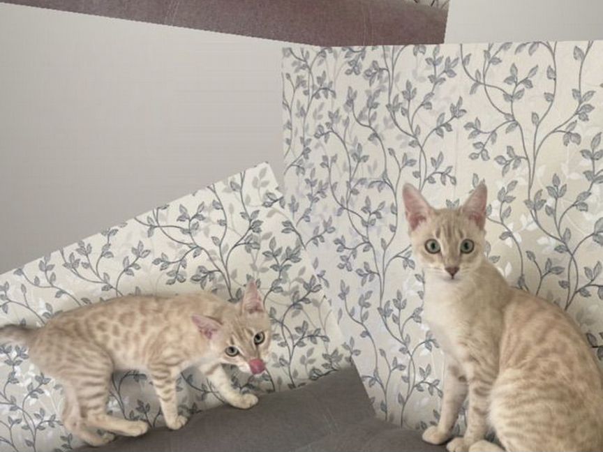 Кошка бенгальская снежная