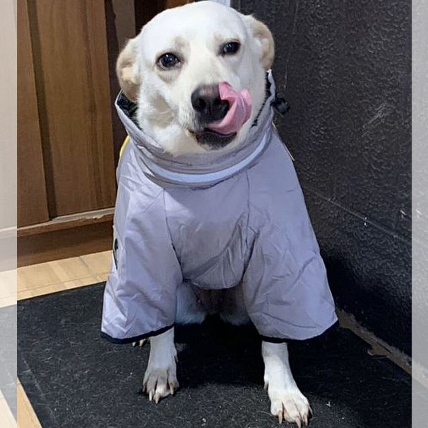 Лабрадор-ретривер, взрослая собака