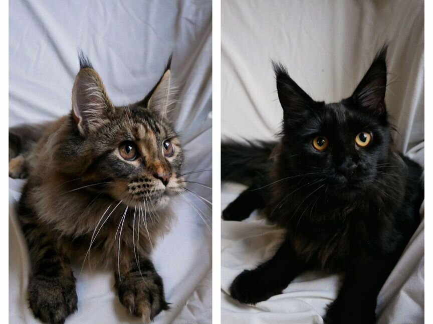 Котята породы Мейн-кун