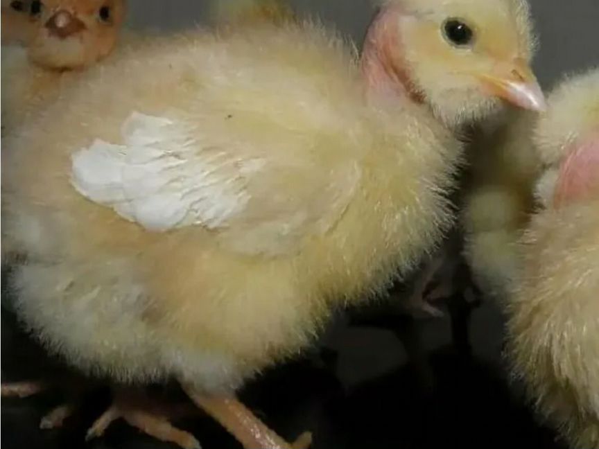 Цыплята цв.бройлера Испания Голошейка и редбро