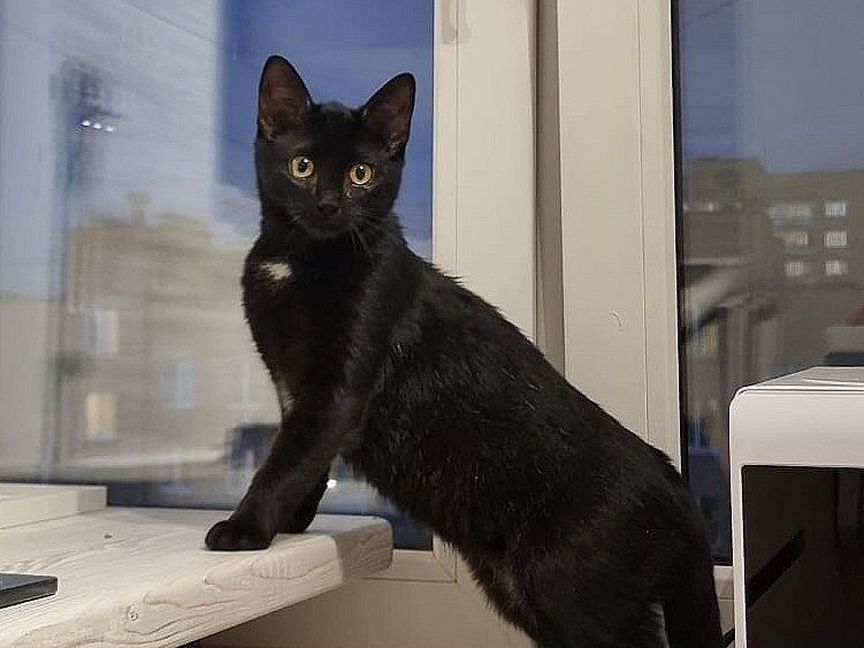 Котенок Черника в дрбрые руки