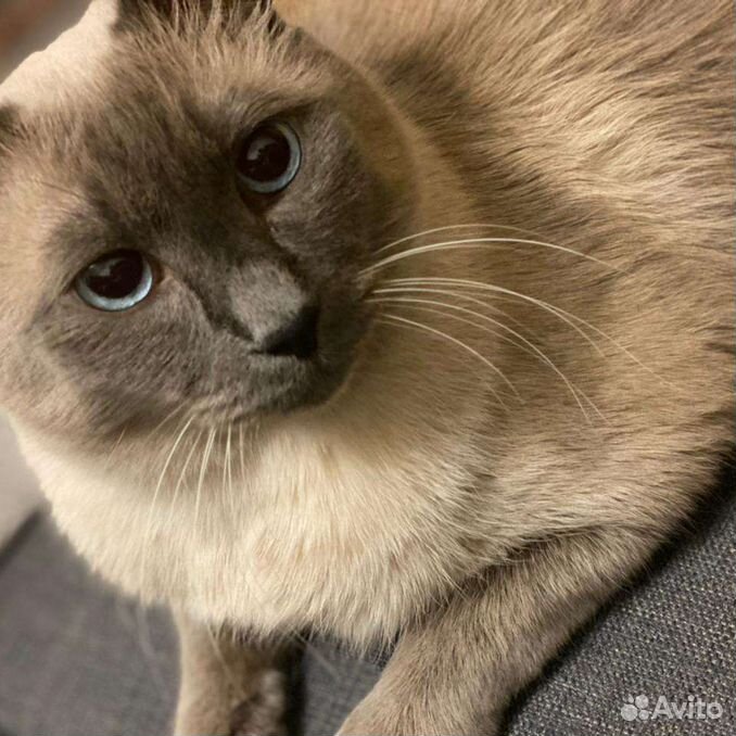 Тайский кот бесплатно