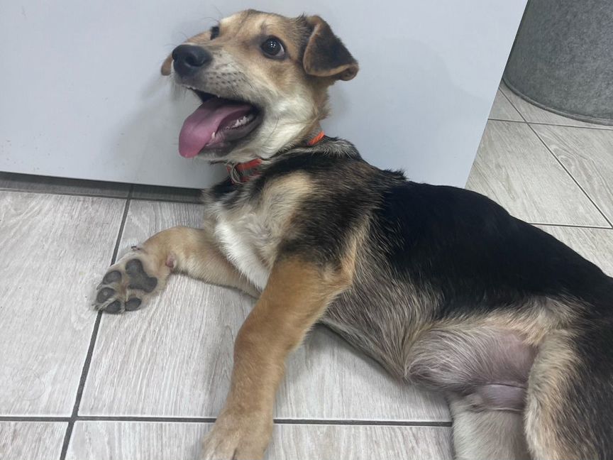 Самый лучший щенок, 3.5 мес