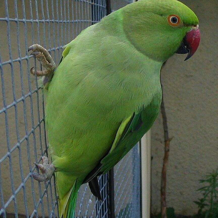 Ожереловый попугай