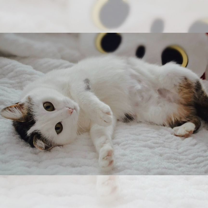 Взрослая, Девочка кошка в добрые руки