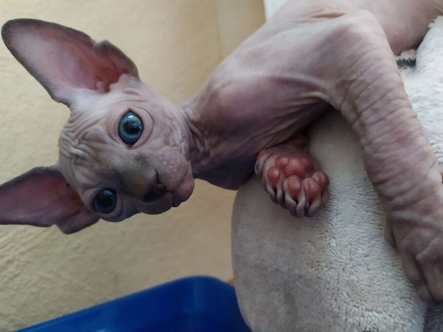 Сфинксы котята