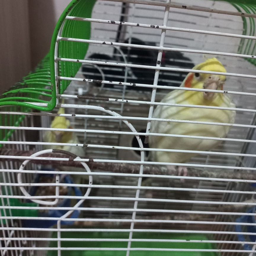 Продам корелл