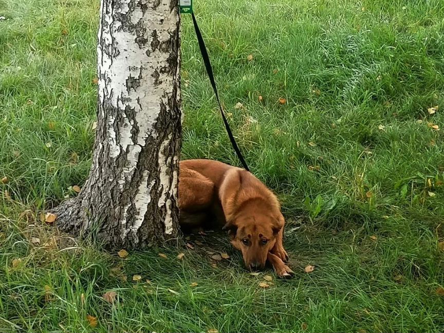 Пес Бруно ждет своих родителей