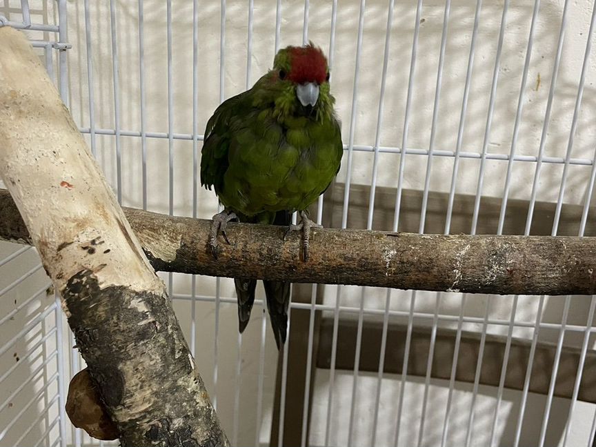 Какарик в хорошие руки