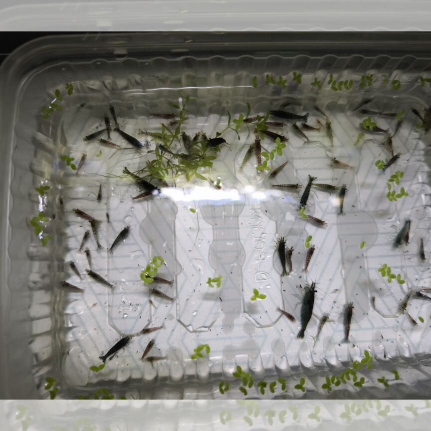 Забронировано Отбраковка креветок