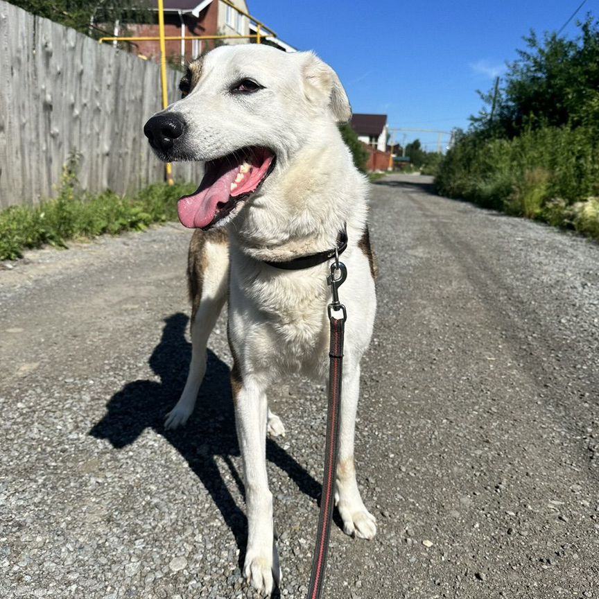 Помесь с алабаем